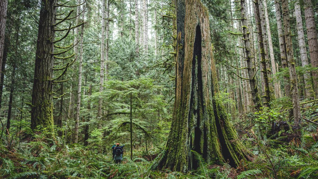 On the Line - Elwha Legacy Forests