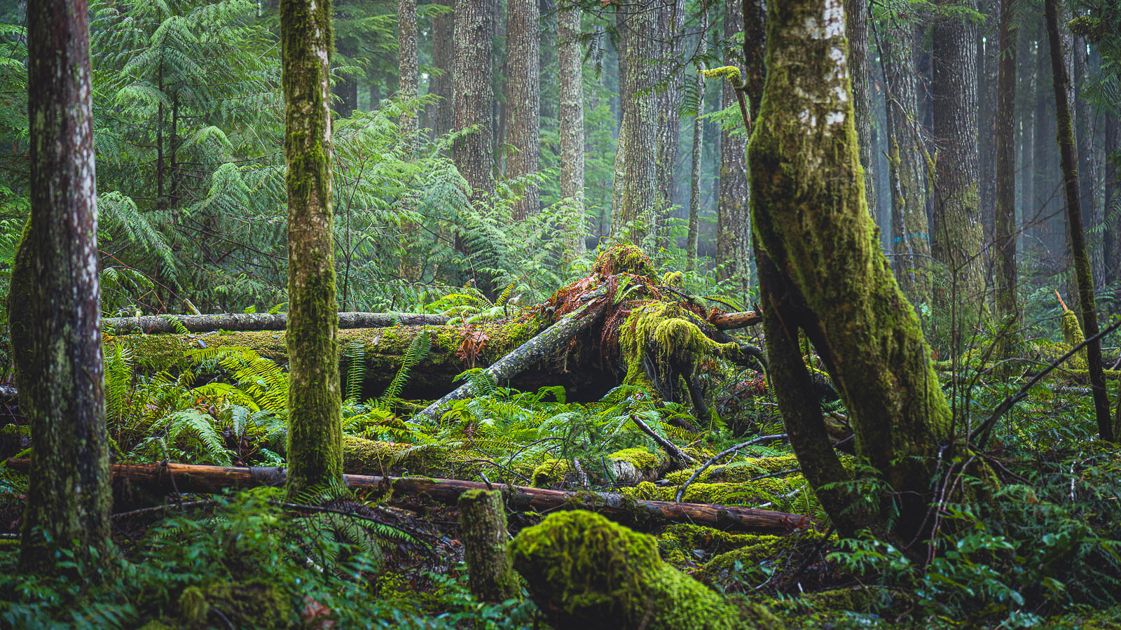 Updates - Elwha Legacy Forests