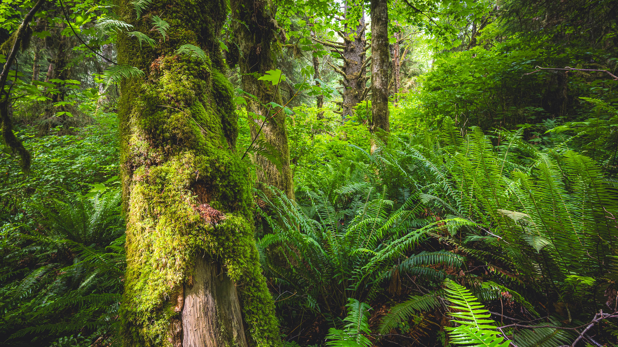 Doc Holliday - Elwha Legacy Forests