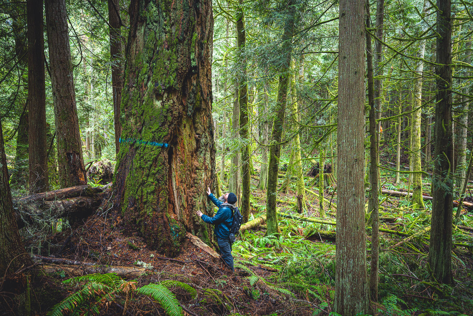 Ode to Joyce - Elwha Legacy Forests